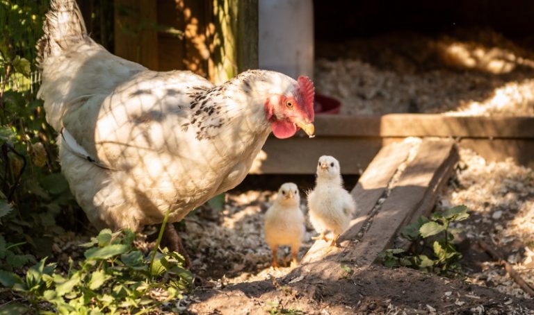 Raising Chicks with Mother Hen - Backyard Poultry